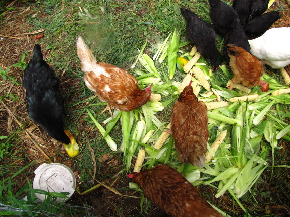 Chicken Pecking Order Avian Aqua Miser