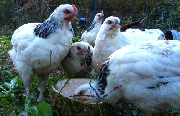 Advantages Of Free Range Chickens Avian Aqua Miser