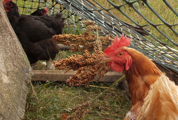 Growing Sorghum For Chickens Avian Aqua Miser