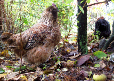 Chickens in a forest pasture | Avian Aqua Miser
