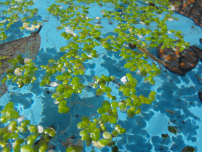 Cultivating duckweed for chickens | Avian Aqua Miser
