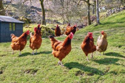 Good foraging chicken varieties | Avian Aqua Miser