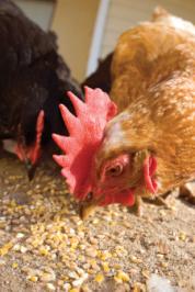 Feeding whole corn to chickens | Avian Aqua Miser