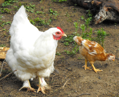 How to cook a homegrown chicken | Avian Aqua Miser