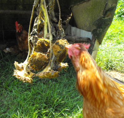 Feeding sunflower seeds to chickens | Avian Aqua Miser