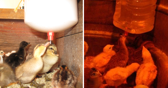 Homemade chick waterer | Avian Aqua Miser
