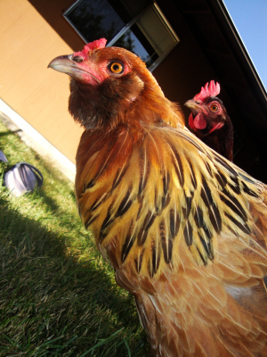 Beautiful chicken photos | Avian Aqua Miser