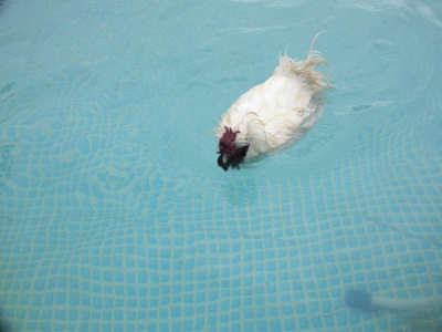 Chicken characters | Avian Aqua Miser