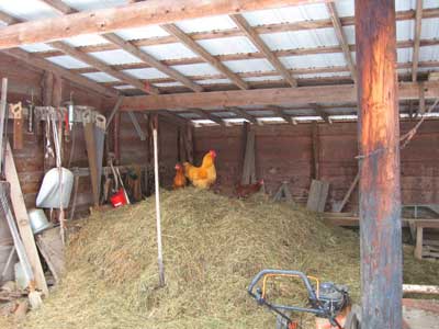 Hay for chickens | Avian Aqua Miser