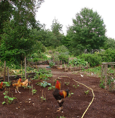 Rotational grazing for chickens | Avian Aqua Miser