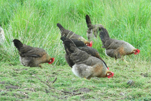 Rotational grazing for chickens | Avian Aqua Miser