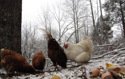 How to choose a chicken variety | Avian Aqua Miser