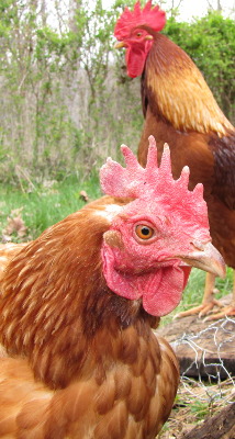 Synonyms for chickens | Avian Aqua Miser