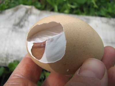 Causes of chicken hatching problems | Avian Aqua Miser