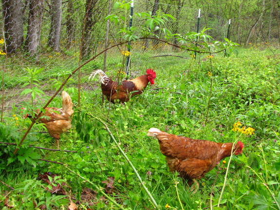 A true forest pasture for chickens | Avian Aqua Miser
