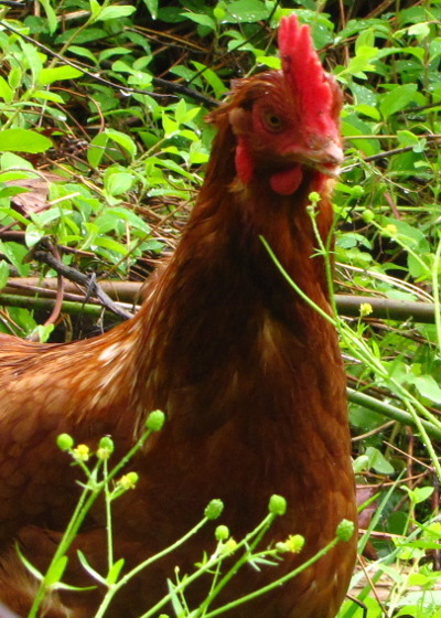A true forest pasture for chickens | Avian Aqua Miser