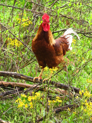 A true forest pasture for chickens | Avian Aqua Miser