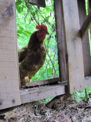 Nuts and bolts of rotational chicken grazing | Avian Aqua Miser