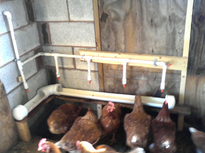 Chicken waterer drip tray | Avian Aqua Miser