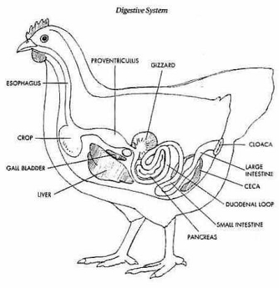 Grit for chickens | Avian Aqua Miser