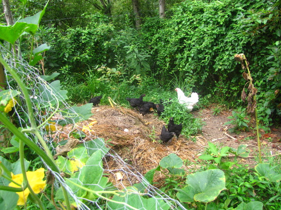 How often should I rotate my chicken pasture | Avian Aqua Miser