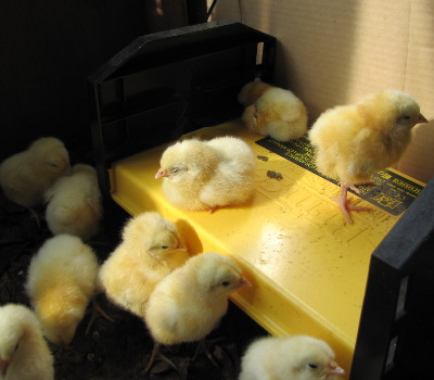 Chicks pipping at the narrow end of the egg | Avian Aqua Miser