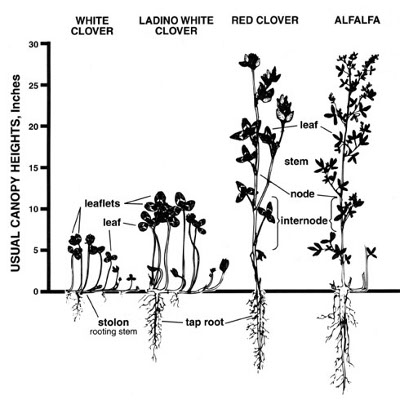Pasture rotation | Avian Aqua Miser