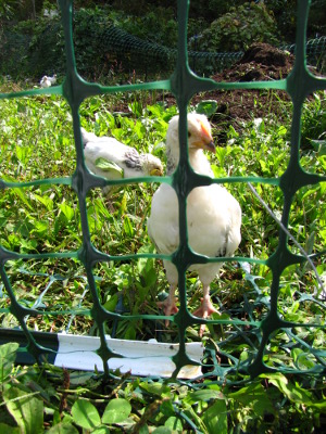 Temporary chicken fencing for the backyard | Avian Aqua Miser