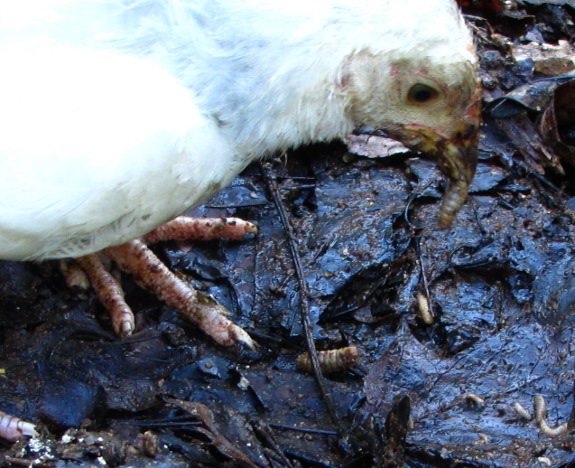 What to do with wet chicken feed | Avian Aqua Miser