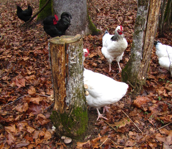 Stacking chickens and mushrooms | Avian Aqua Miser