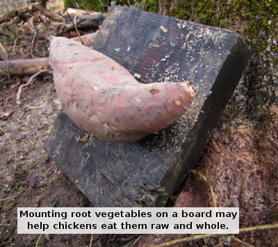 How to feed mangels to chickens | Avian Aqua Miser