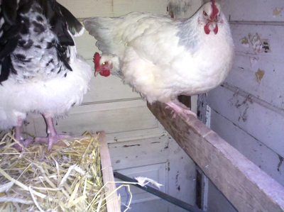 Chickens climb a tall ramp | Avian Aqua Miser