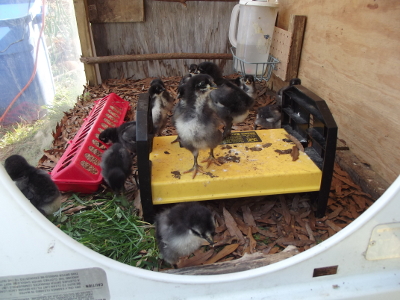 Moving the chicks to the outside brooder | Avian Aqua Miser