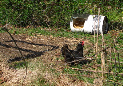 Signs of broodiness in a hen | Avian Aqua Miser