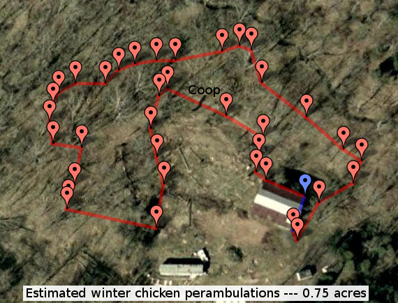 A winter of chickens ranging in the woods | Avian Aqua Miser