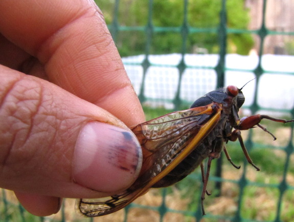 Chickens and people eating cicadas | Avian Aqua Miser