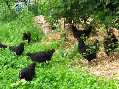 Chickens escaping rotating pastures | Avian Aqua Miser