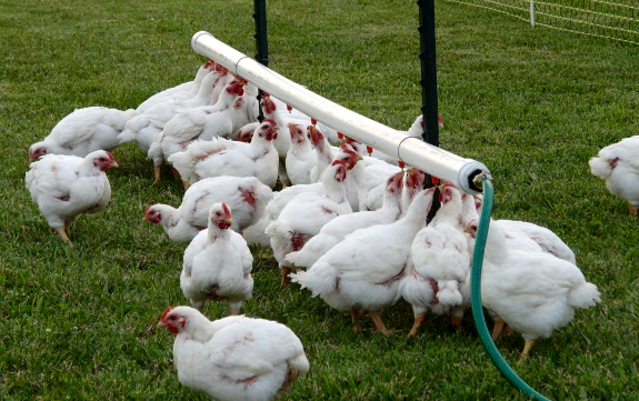 Pastured Poultry In Kansas Avian Aqua Miser