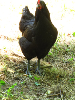 Cover crops in the chicken pasture | Avian Aqua Miser