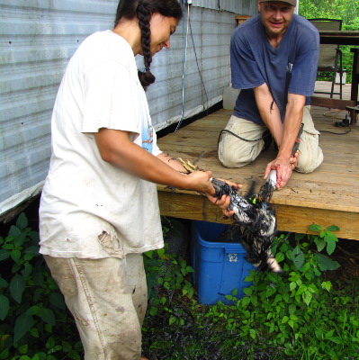 Power Plucker review | Avian Aqua Miser