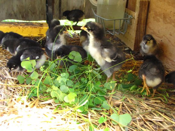 A week in the life of a chick | Avian Aqua Miser