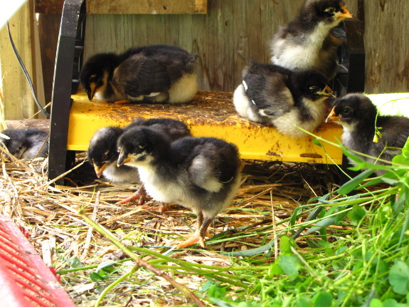 A week in the life of a chick | Avian Aqua Miser