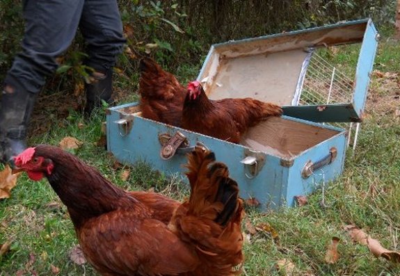 How to make a chicken carrier | Avian Aqua Miser