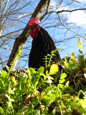 A chip off the old rooster block | Avian Aqua Miser