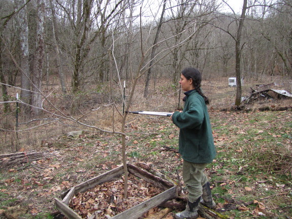 Pollarding and propagating mulberries | Avian Aqua Miser