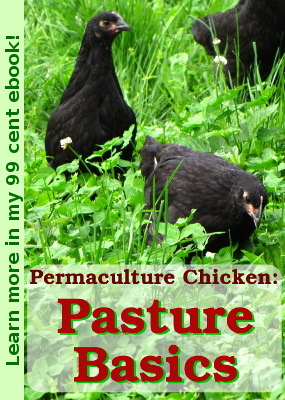 Rotational grazing for chickens | Avian Aqua Miser