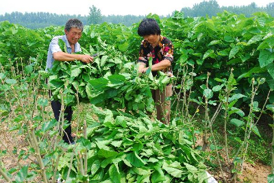 How To Raise Silkworms Avian Aqua Miser