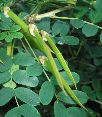 Siberian pea shrub | Avian Aqua Miser