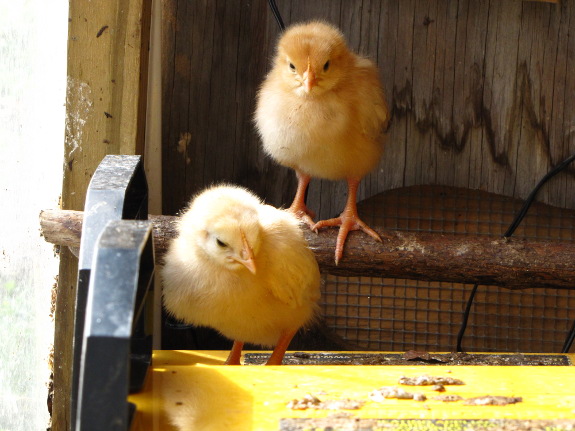 Starting chicks a little too early | Avian Aqua Miser