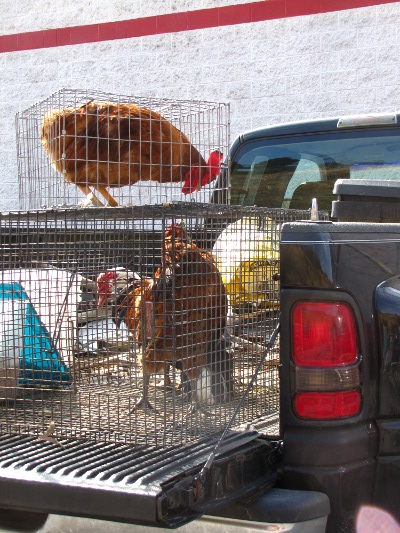 More Chicken Carriers And Temporary Enclosures Avian Aqua Miser
